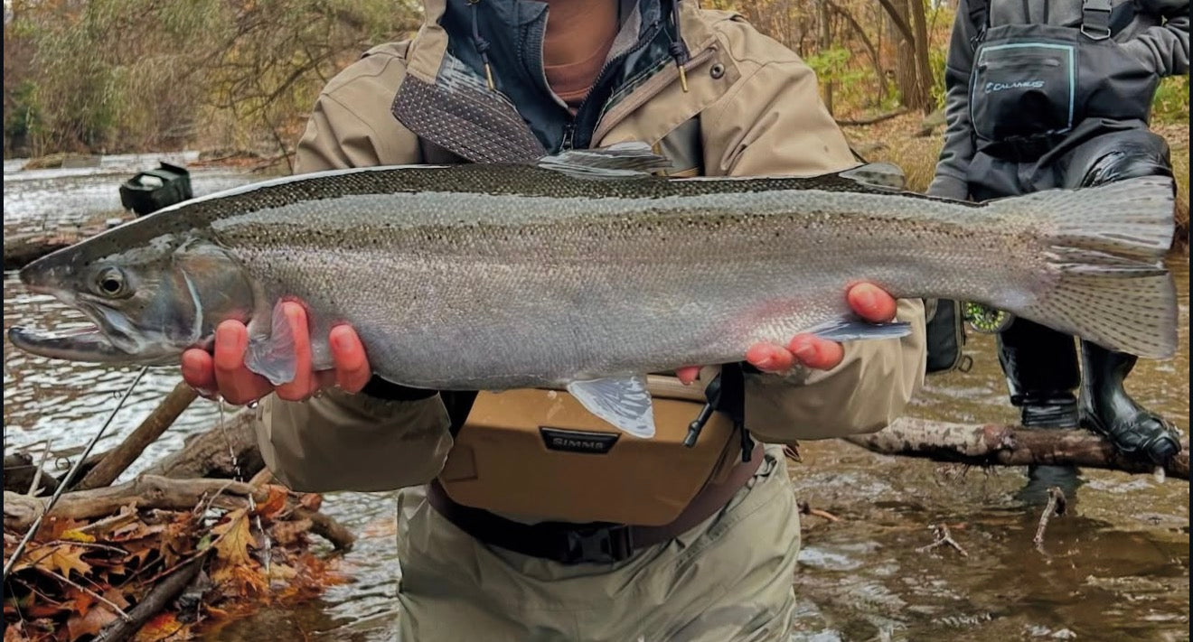 NY Salmon/Steelhead Report as of 11/05/2025