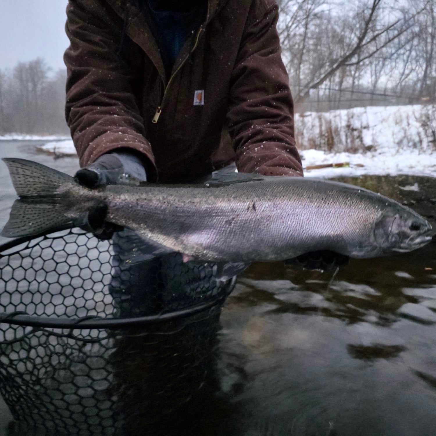 NY Salmon/Steelhead Report as of 11/28/2025